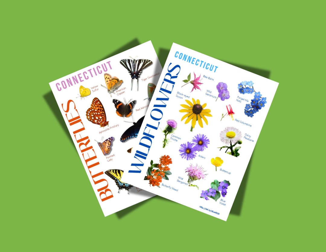 Butterfly and Wildflower Activity Pages- Connecticut Nature Log Journal ...