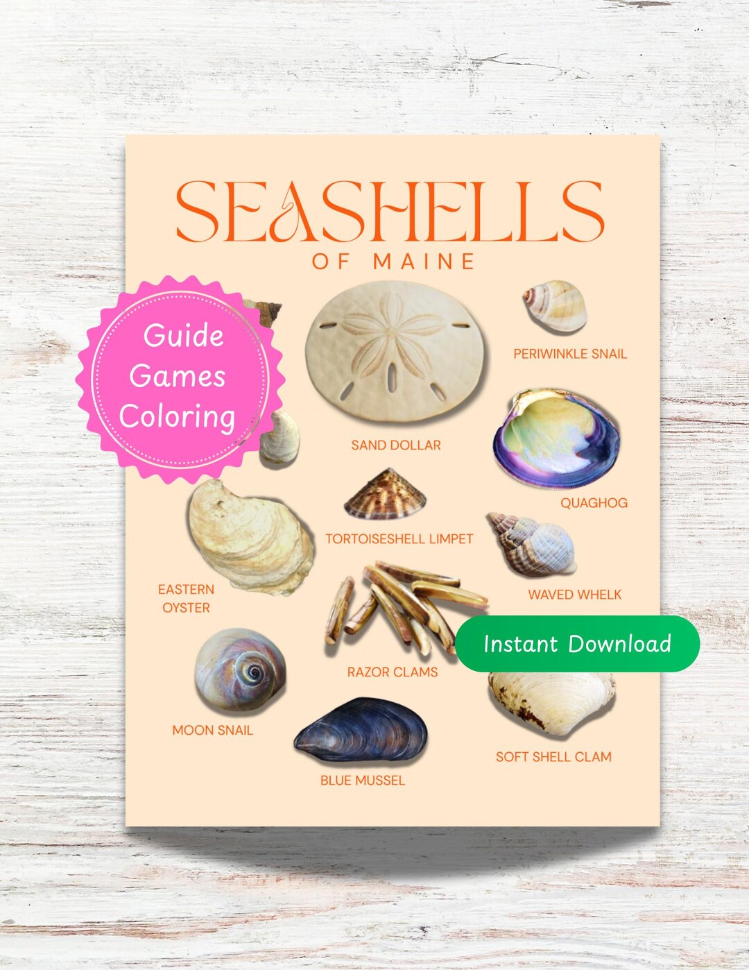 Maine Seashell Guide for Kids - Shells of ME: ID Chart, Fun Facts ...