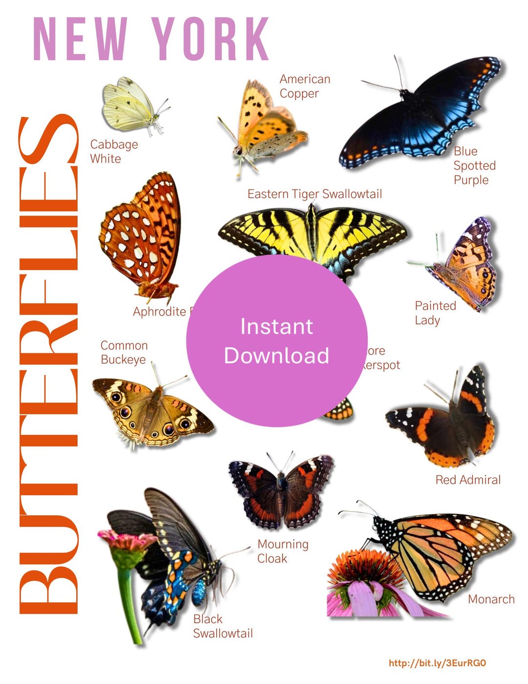 NY Butterfly Field Guide for Kids, Identify NY Butterflies, Log, and ...