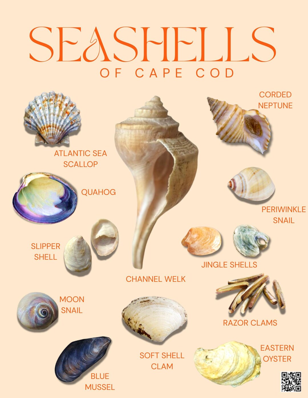 Seashells of Cape Cod Guide, Identify, Log, Drawing Pages and Games for ...