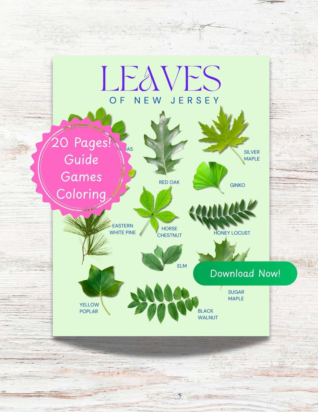 Leaves of NJ for Kids. ID Chart, Drawing Pages, Fun Facts, Coloring ...