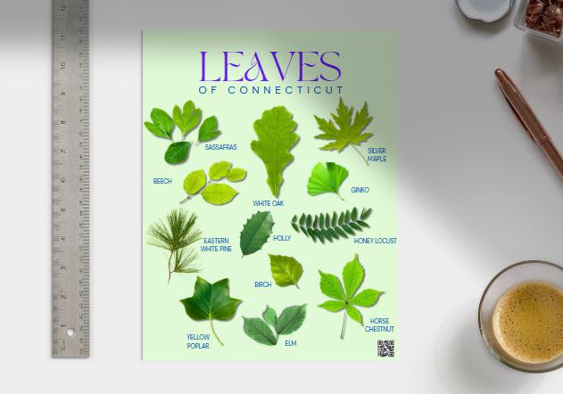 Connecticut Leaf Activity Pages for Kids – Printable Nature Journal, Leaf ID, Tracking & Drawing ...