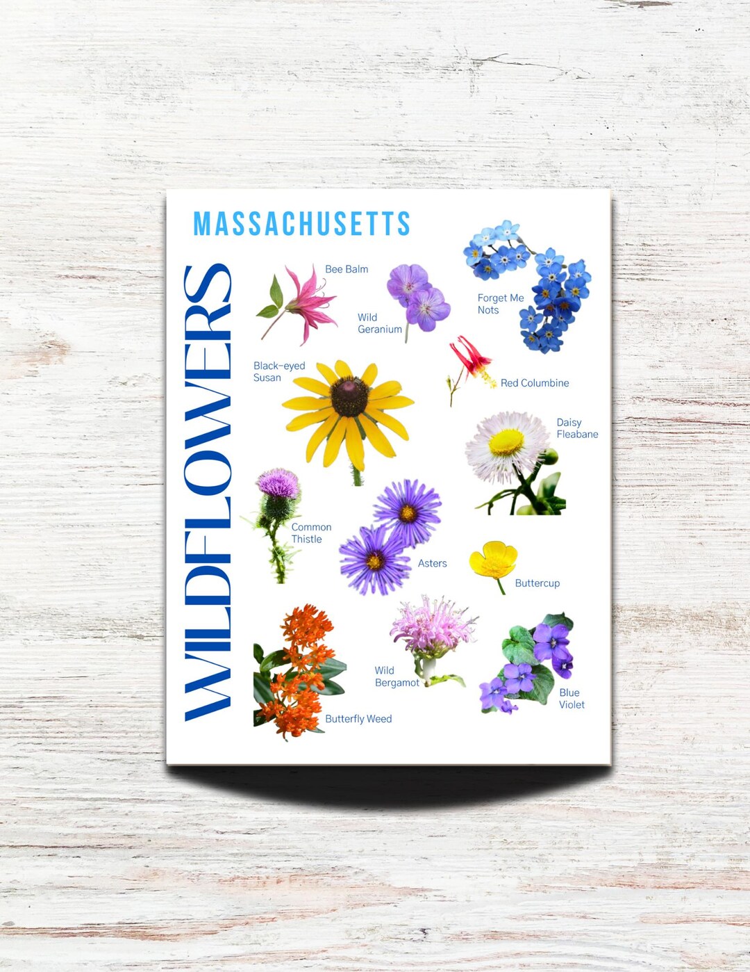 Massachusetts Wildflowers Activity for Kids, Nature Journaling ...
