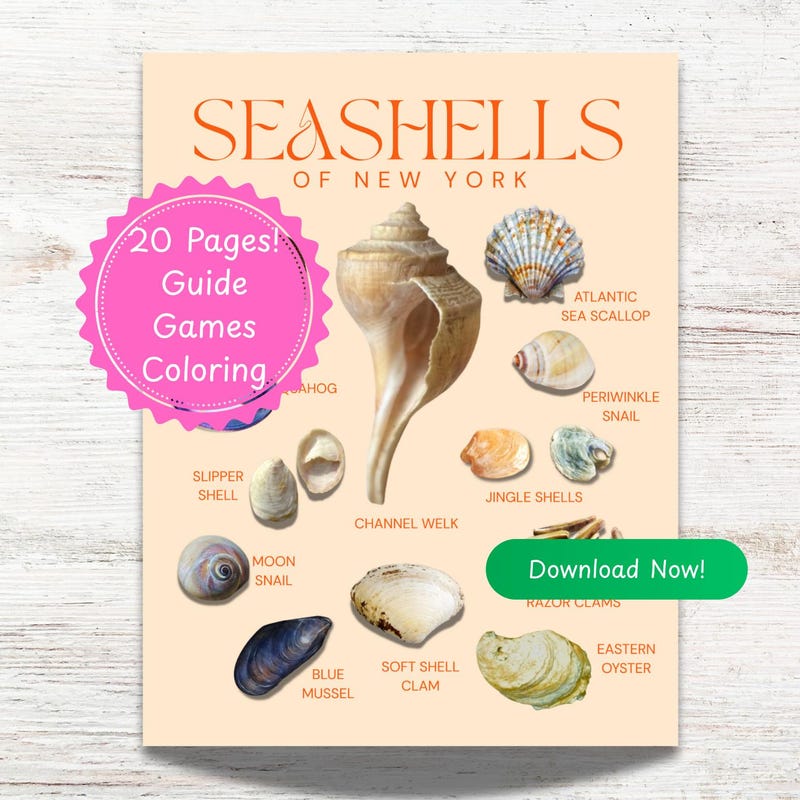 Seashell Journal - Etsy