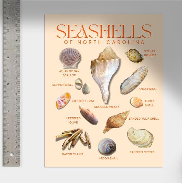 North Carolina Seashell Guide for Kids - Shells of NC: ID Chart, Fun ...
