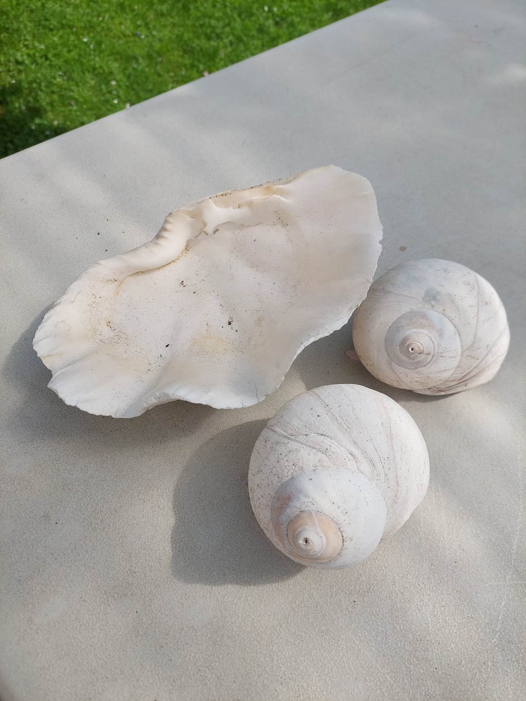 Set of 3 Natural Sea Shells Beach Decor - Etsy
