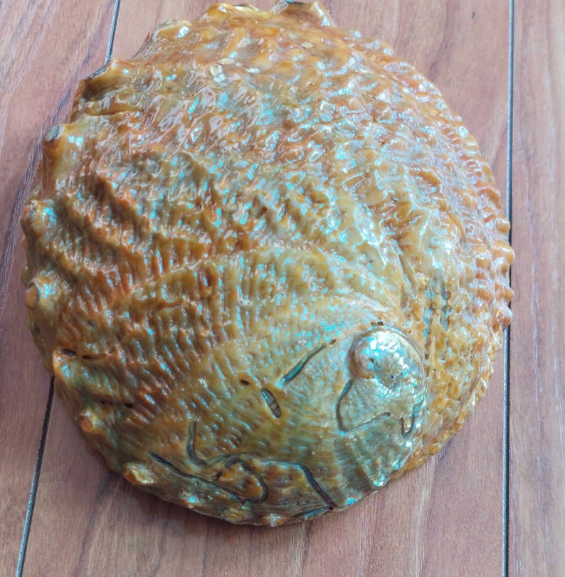 Red Abalone Shell, Vintage 1950's Large Natural Seashell 5.25 X 6.25 ...