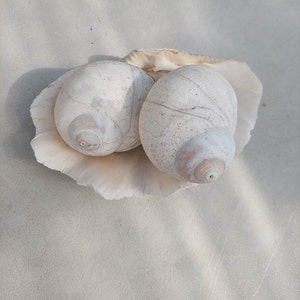 Set of 3 Natural Sea Shells Beach Decor - Etsy