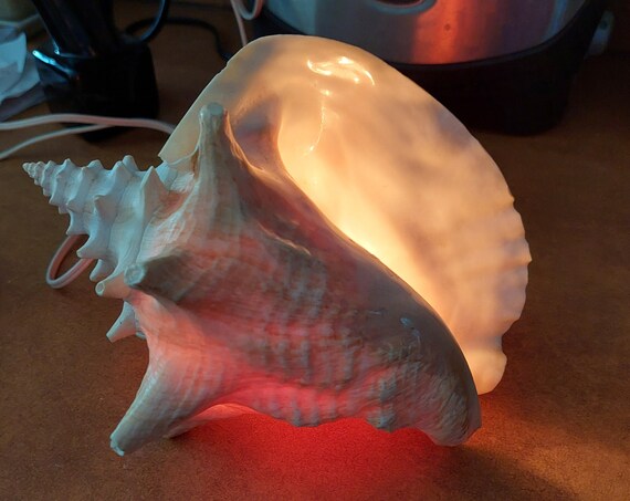 Vintage Caribbean Conch Shell Night Light - Etsy