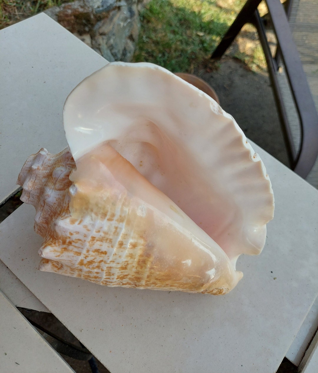 Vintage Caribbean Conch Shell, Beach Decor - Etsy