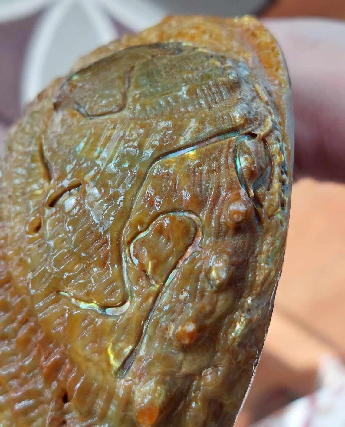 Red Abalone Shell, Vintage 1950's Large Natural Seashell 5.25 X 6.25 ...