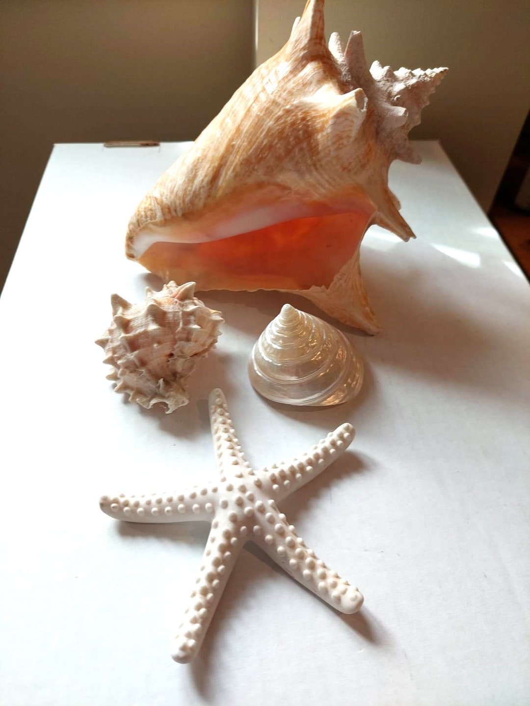 Tropical Natural Sea Shells Beach Decor - Etsy