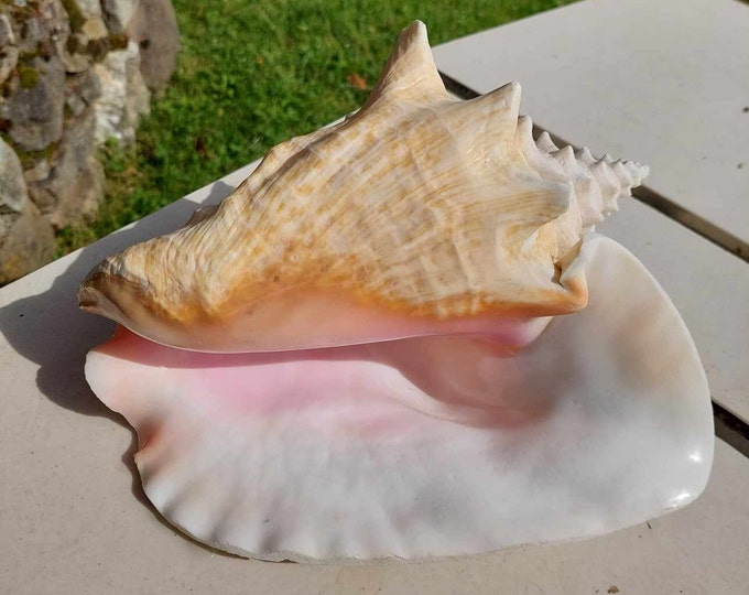 Vintage Caribbean Conch Shell, Beach Decor - Etsy