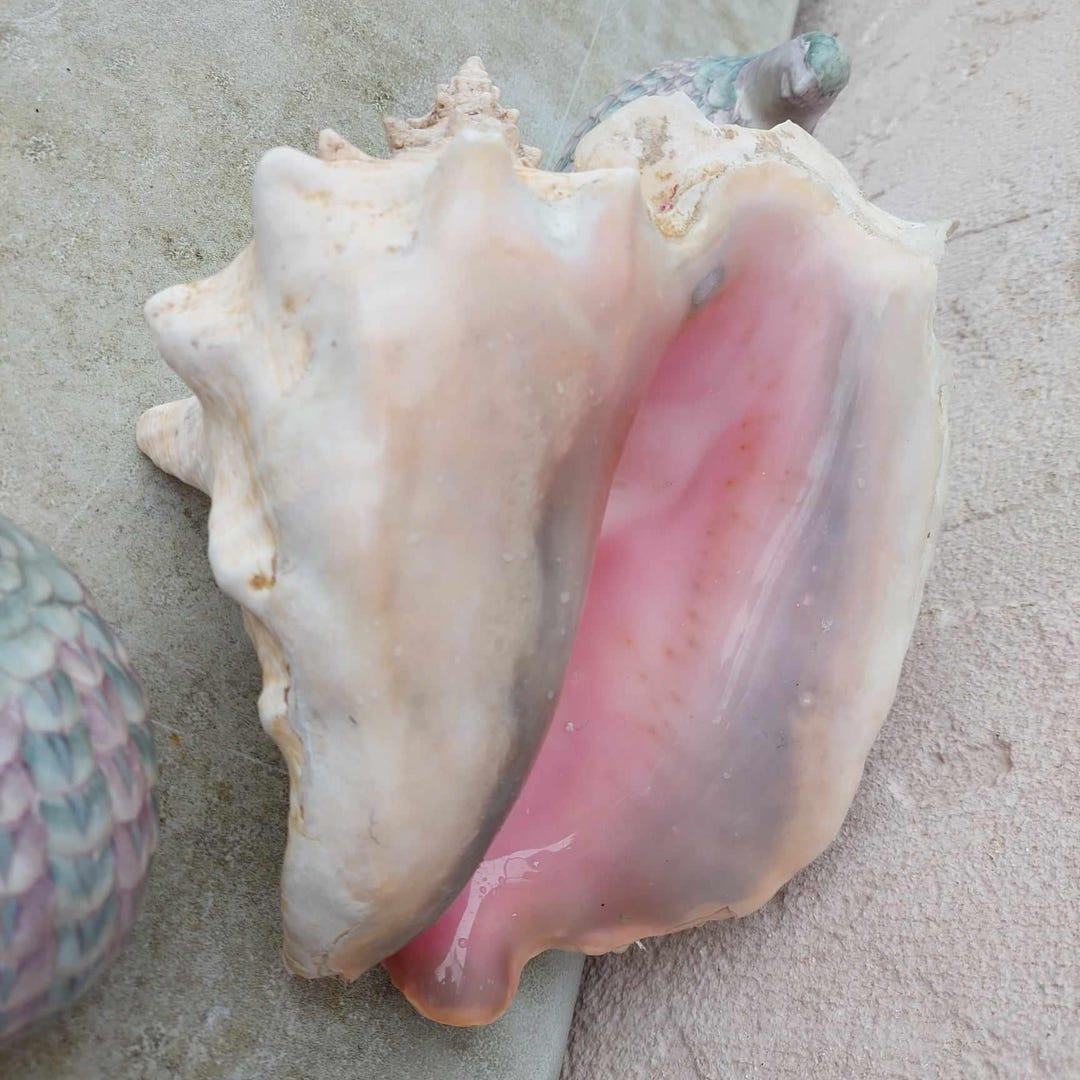 LARGE 10 Inch Vintage Caribbean Conch Shell, Beach Decor - Etsy