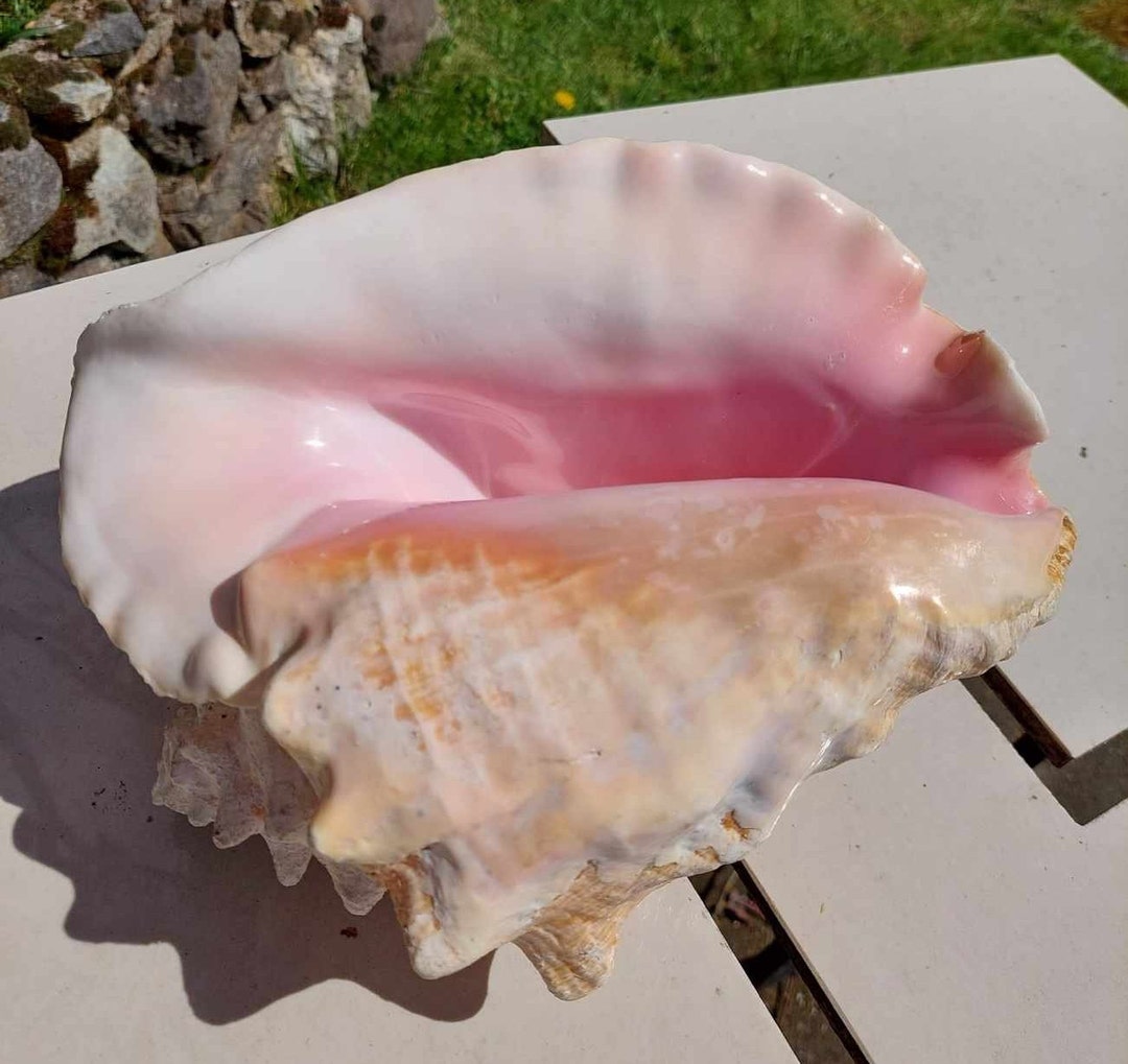 Vintage Caribbean Conch Shell, Beach Decor - Etsy