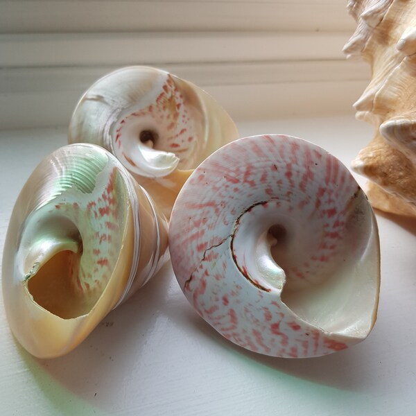 Trochus Shell - Etsy