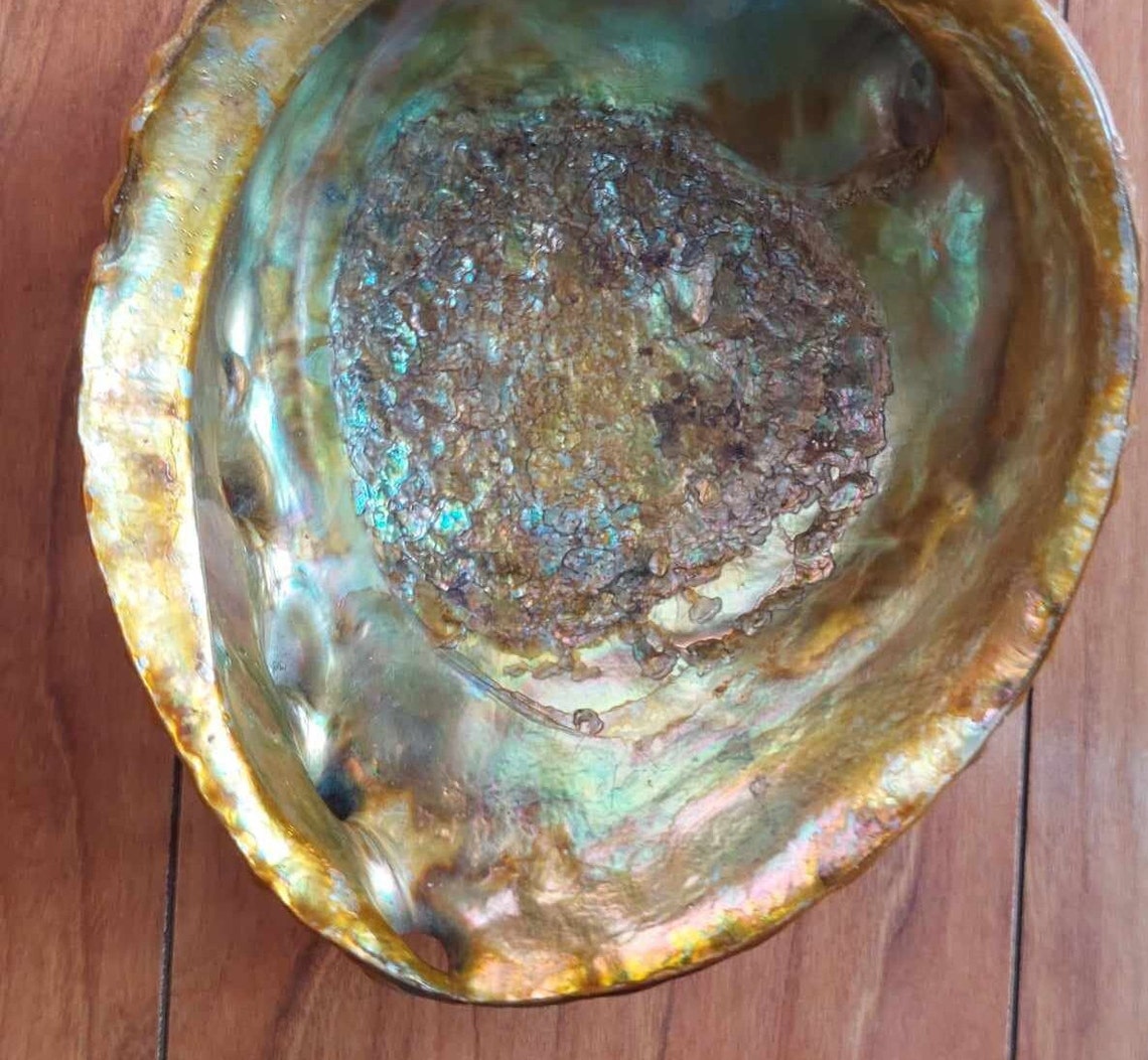 Red Abalone Shell, Vintage 1950's Large Natural Seashell 5.25 X 6.25 ...