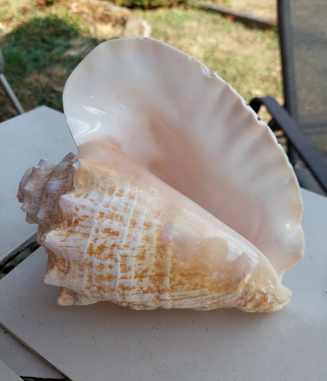 Vintage Caribbean Conch Shell, Beach Decor - Etsy