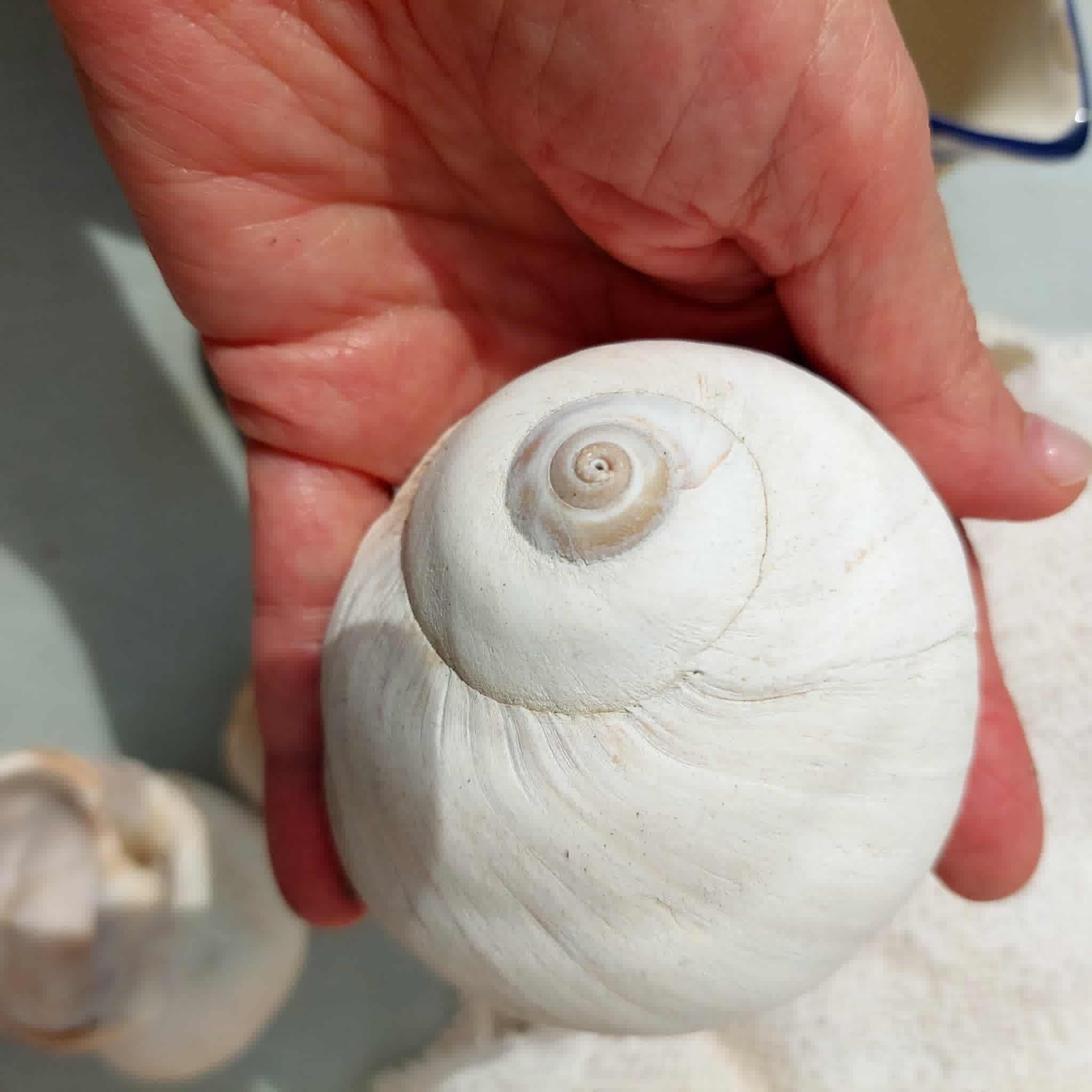 FOUR Large Natural Moon Snail Shells, Beach House Decor - Etsy