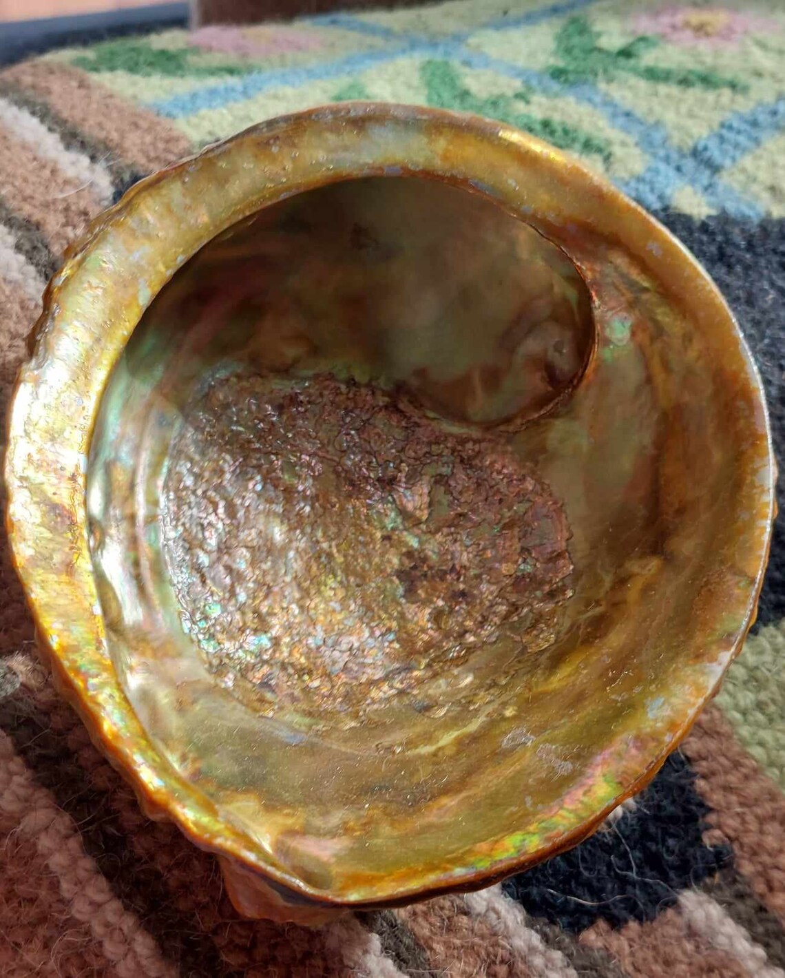 Red Abalone Shell, Vintage 1950's Large Natural Seashell 5.25 X 6.25 ...