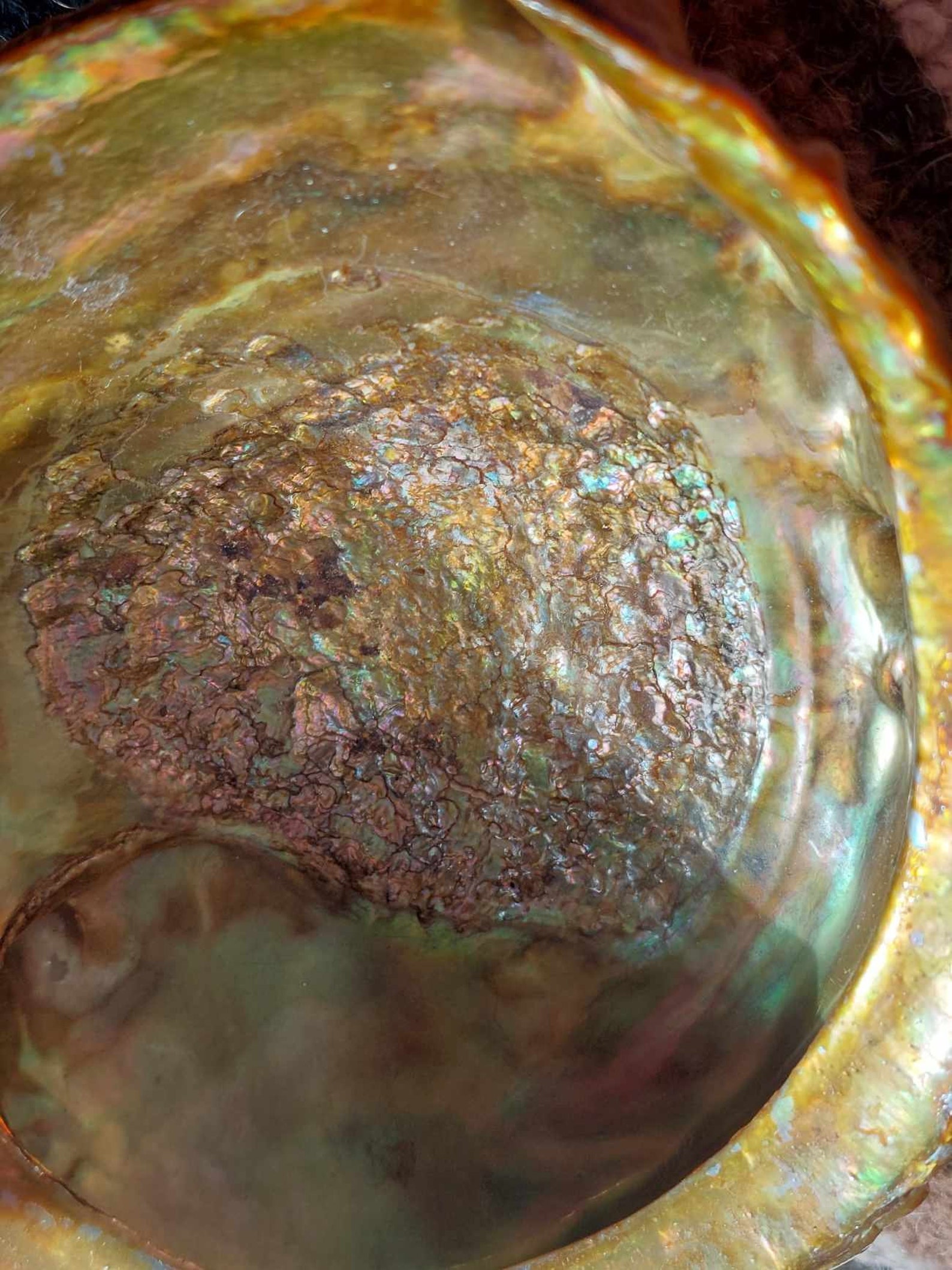 Red Abalone Shell, Vintage 1950's Large Natural Seashell 5.25 X 6.25 ...