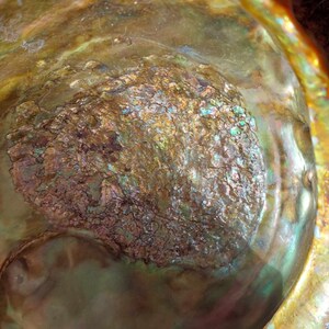 Red Abalone Shell, Vintage 1950's Large Natural Seashell 5.25 X 6.25 Inches - Etsy