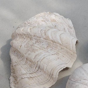 Set of 3 Natural Sea Shells Beach Decor - Etsy