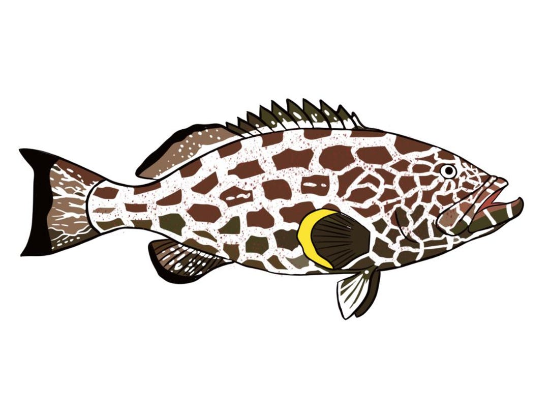 Yellowfin Grouper Icon | Hand-painted Fish Clipart, Transparent PNG ...