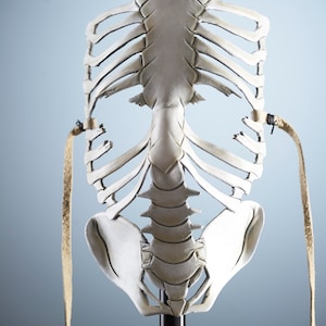 Skeleton Handmade Genuine Leather Mask in White - Etsy