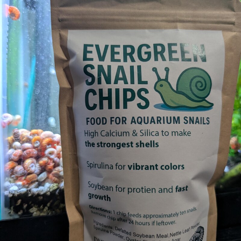 Sea Snails as Food - Etsy