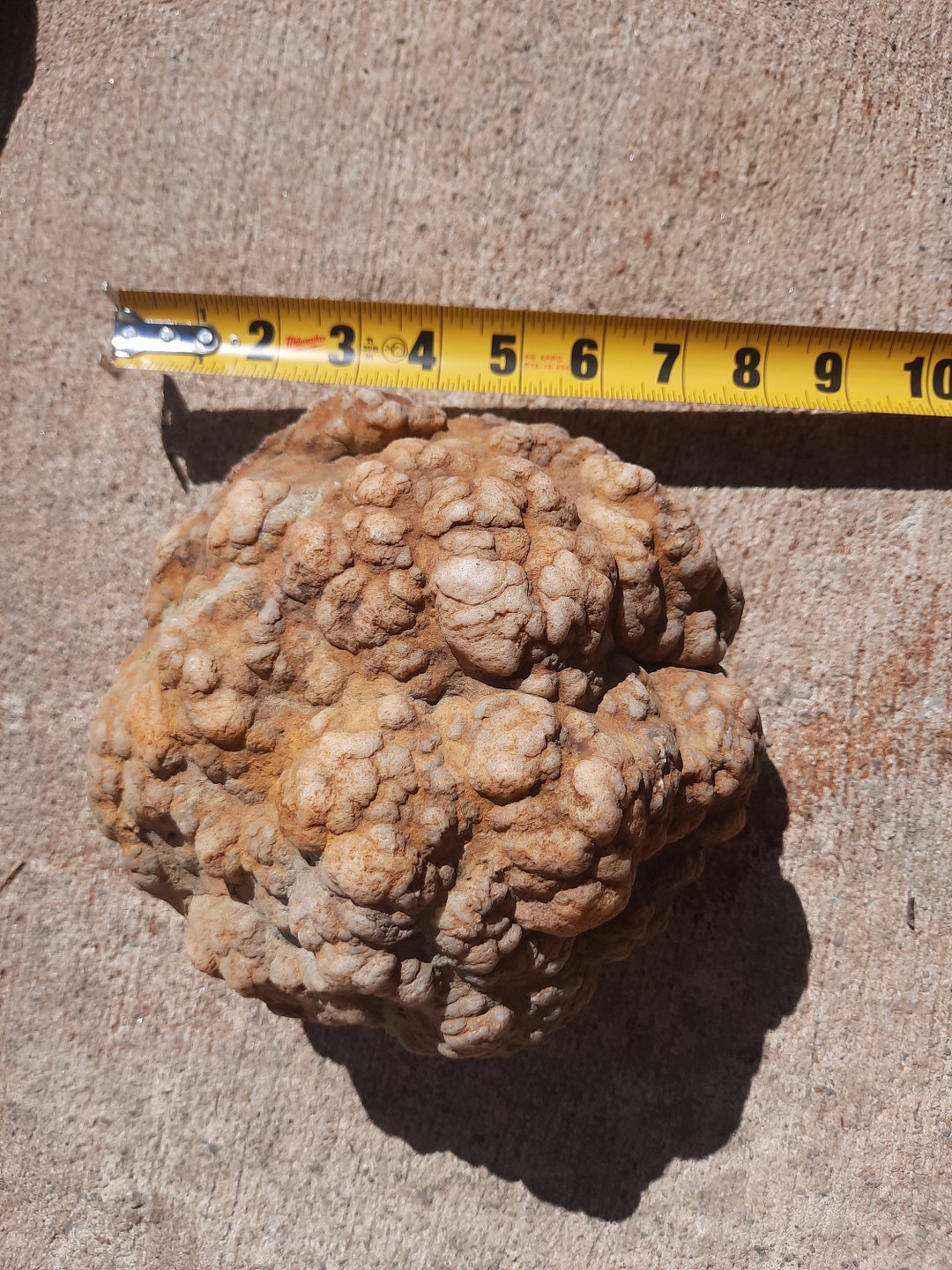 Large Tennessee Nodule Geode Crystal Formation - Etsy