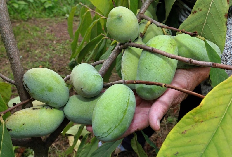 5 PAW PAW Fruit Tree Indian Banana Asimina Triloba Flower Seeds *flat S ...