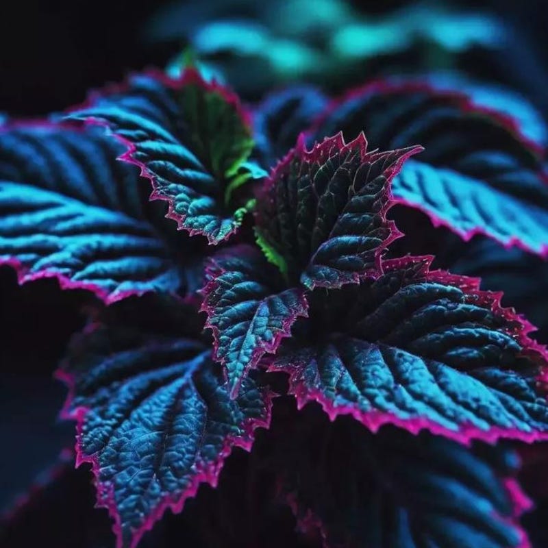 Blue Coleus - Etsy