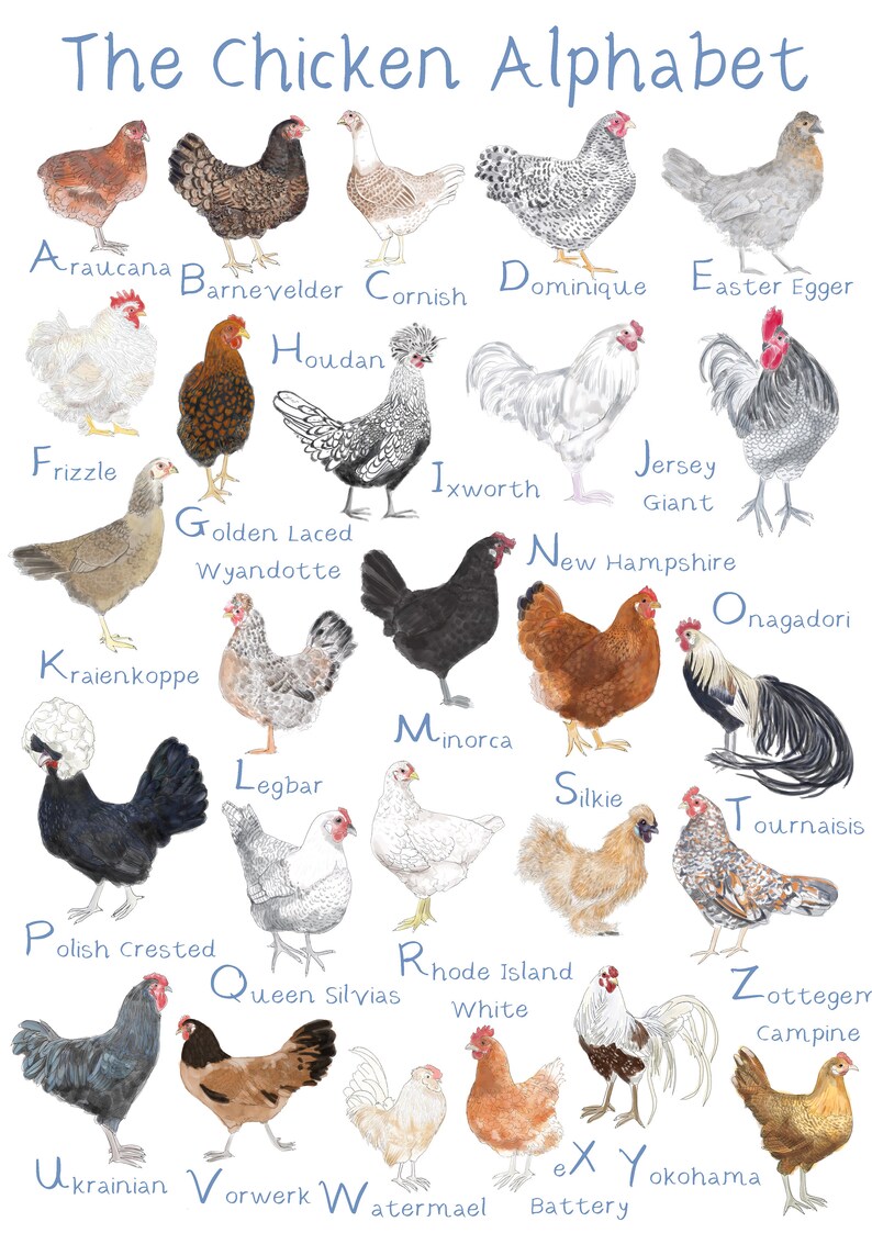 The Chicken Alphabet Art Print Chicken Art Print Chicken | Etsy