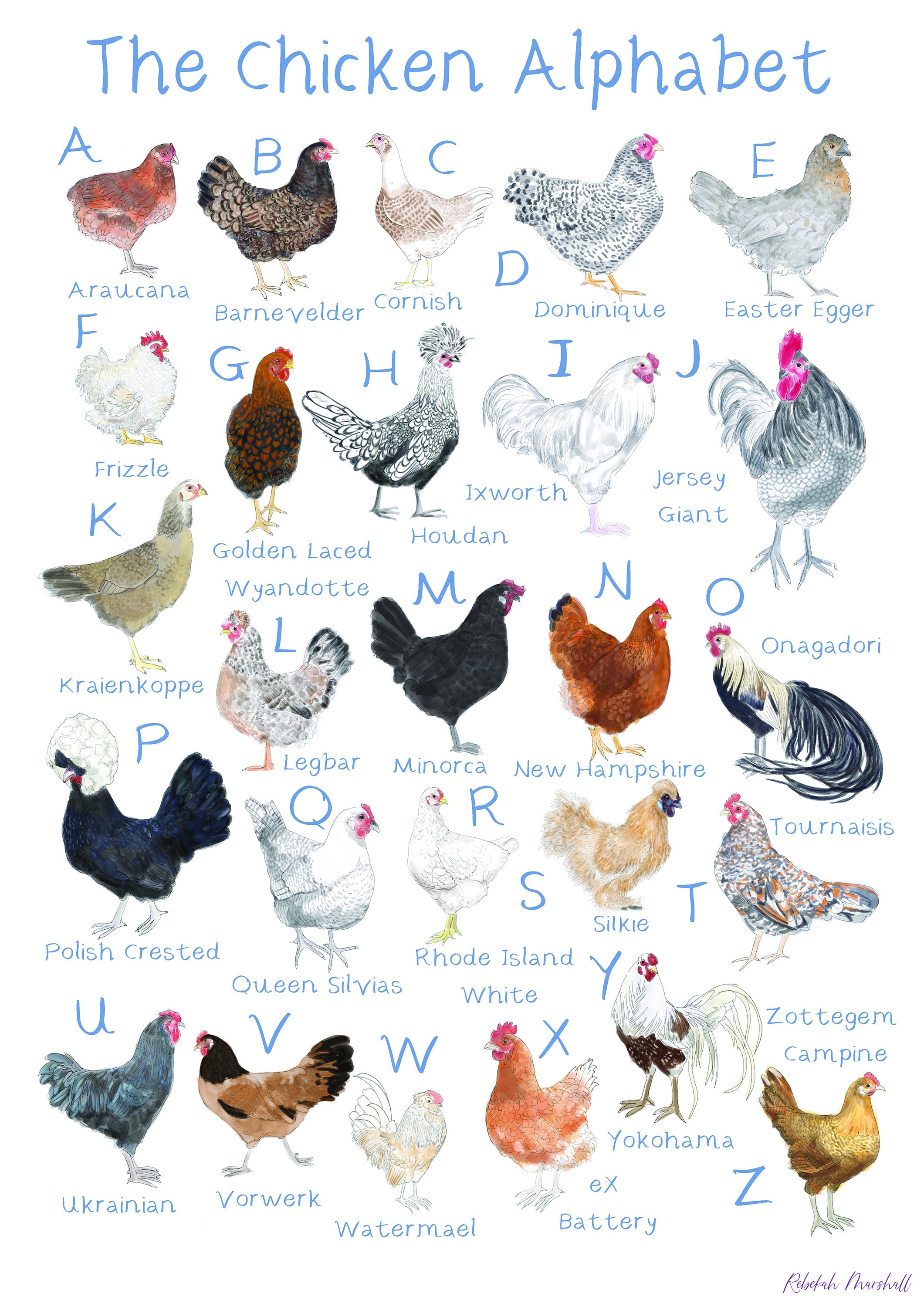 Chicken Breed Posters Educational Animal Poster Childrens | Etsy