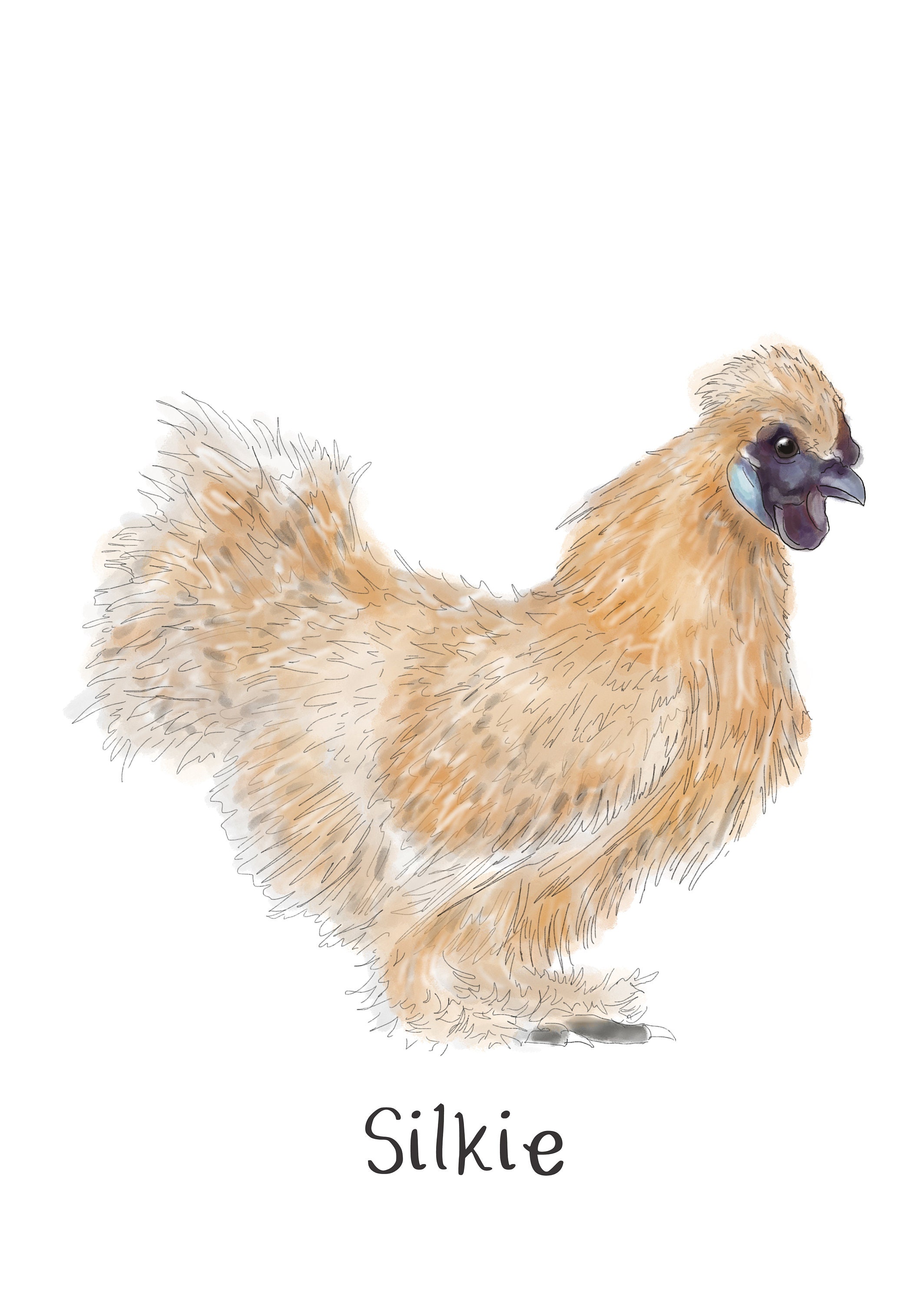 Chicken Breed Posters Educational Animal Poster Childrens | Etsy