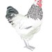 Chicken Breed Posters Educational Animal Poster Childrens - Etsy UK