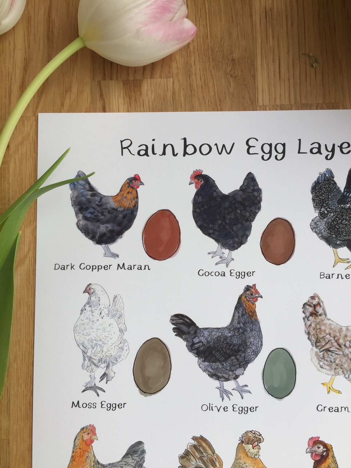 Rainbow Egg Layers Art Print Chicken Art Print Hen Art - Etsy