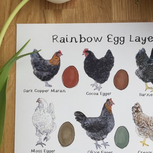 Rainbow Egg Layers Art Print, Chicken Art Print, Hen Art Print, Chicken ...