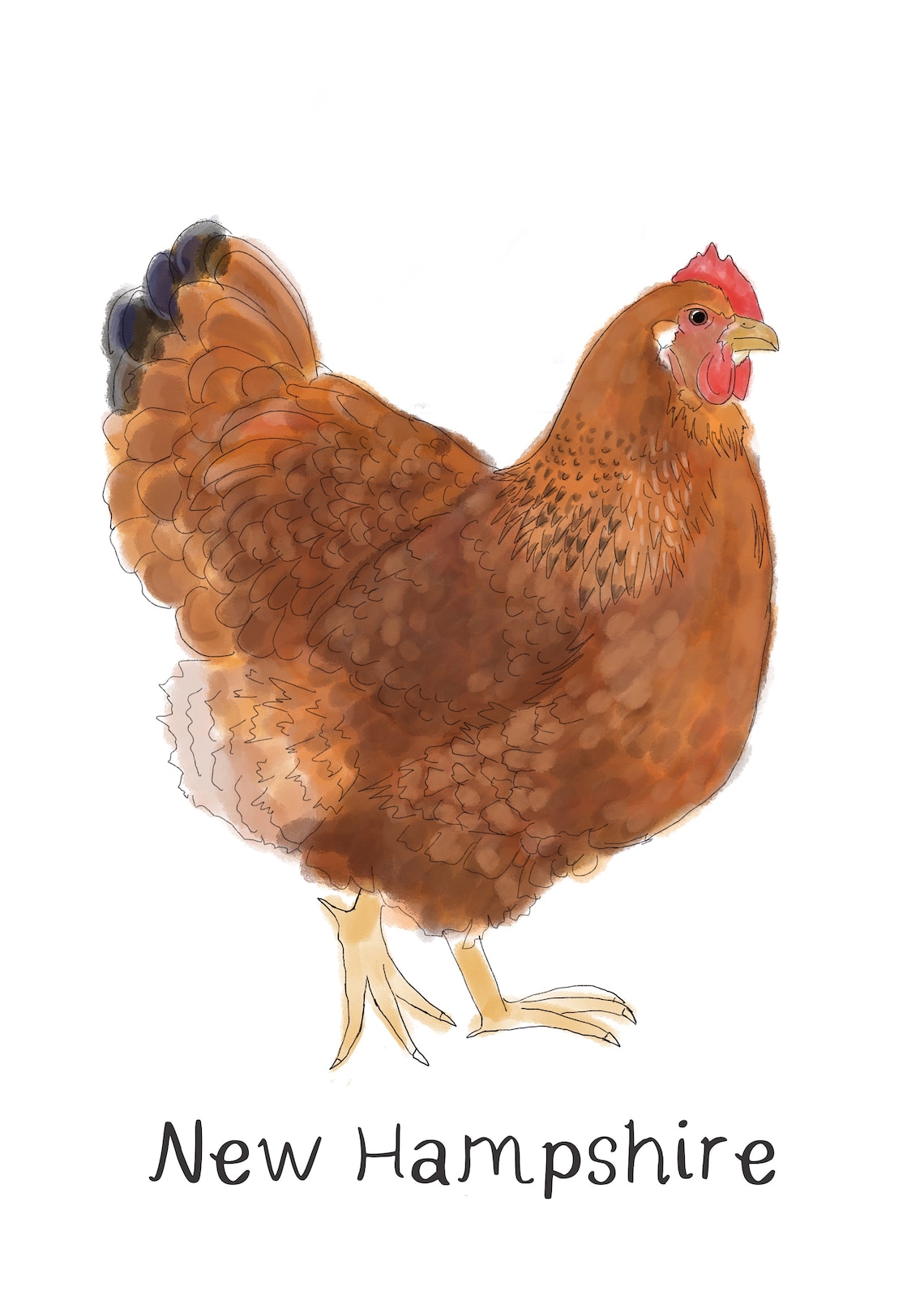 Chicken Breed Posters Educational Animal Poster Childrens | Etsy