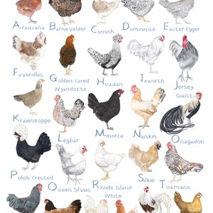 The Chicken Alphabet Art Print, Chicken Art Print, Chicken Theme Gift ...