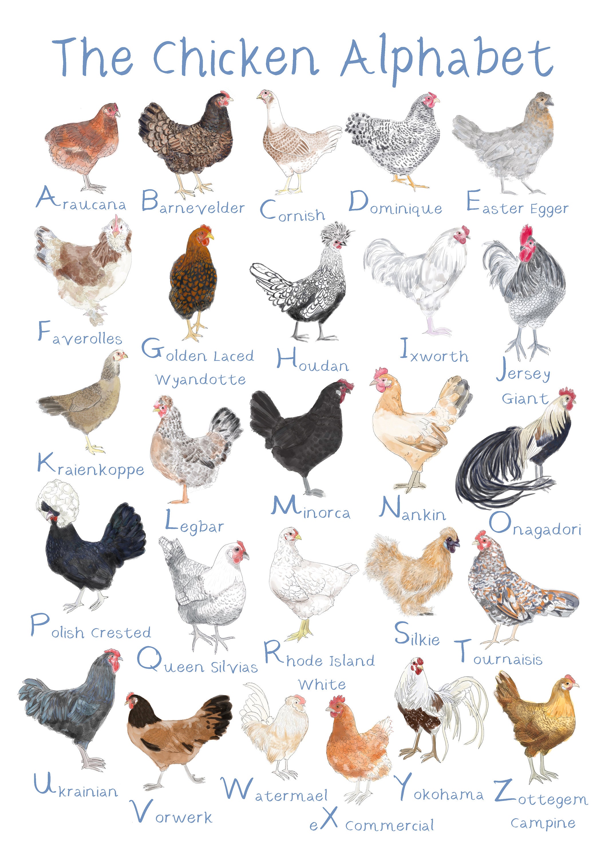 The Chicken Alphabet Art Print Chicken Art Print Chicken | Etsy