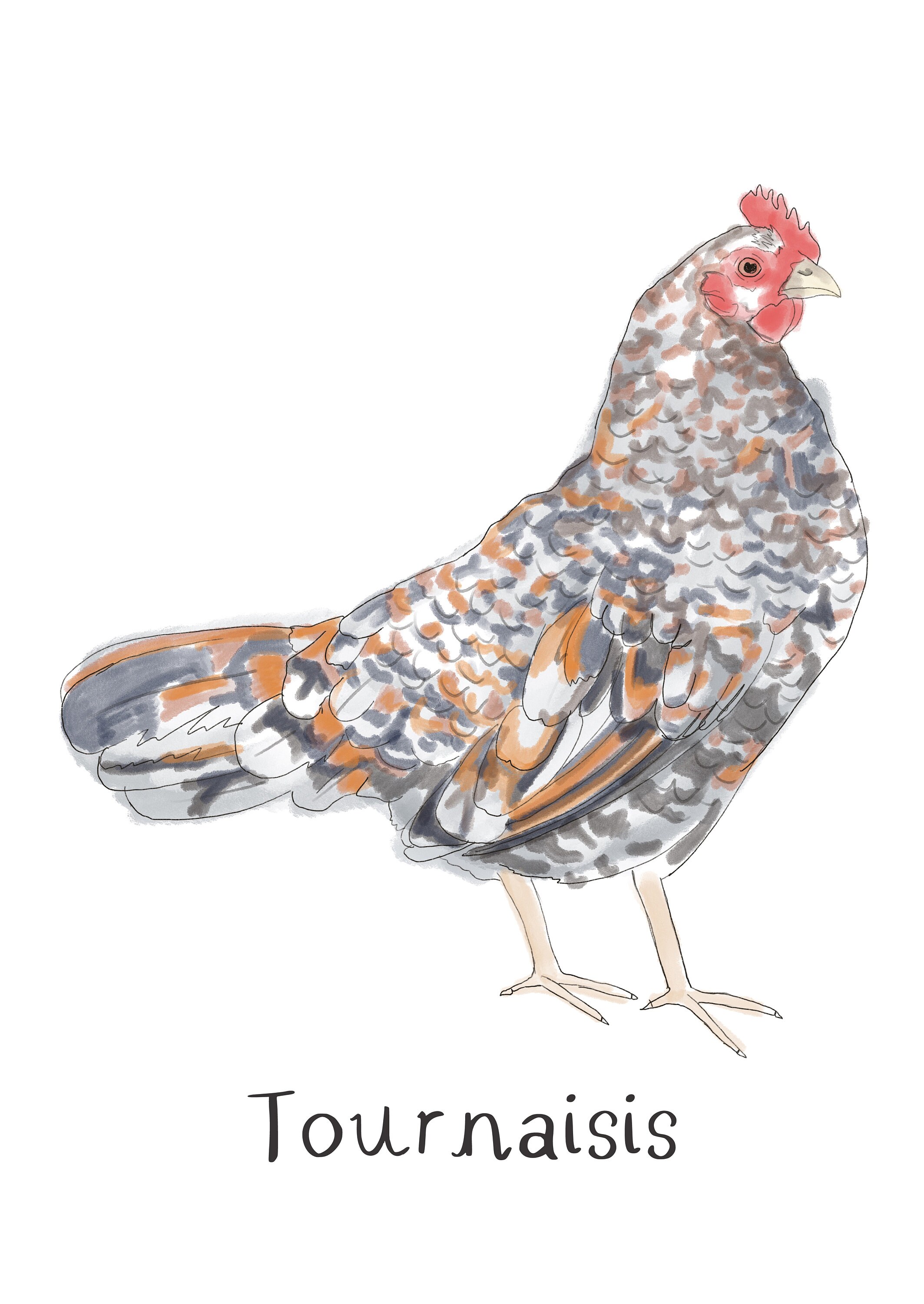 Chicken Breed Posters Educational Animal Poster Childrens - Etsy UK