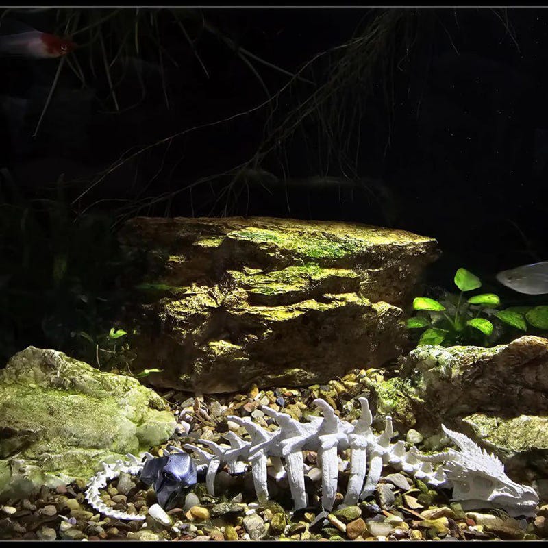 Bone Terrarium - Etsy