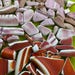 Fiestaware, Mccoy Tumbled Pottery Sea Pottery in Vintage Fiesta Uranium ...