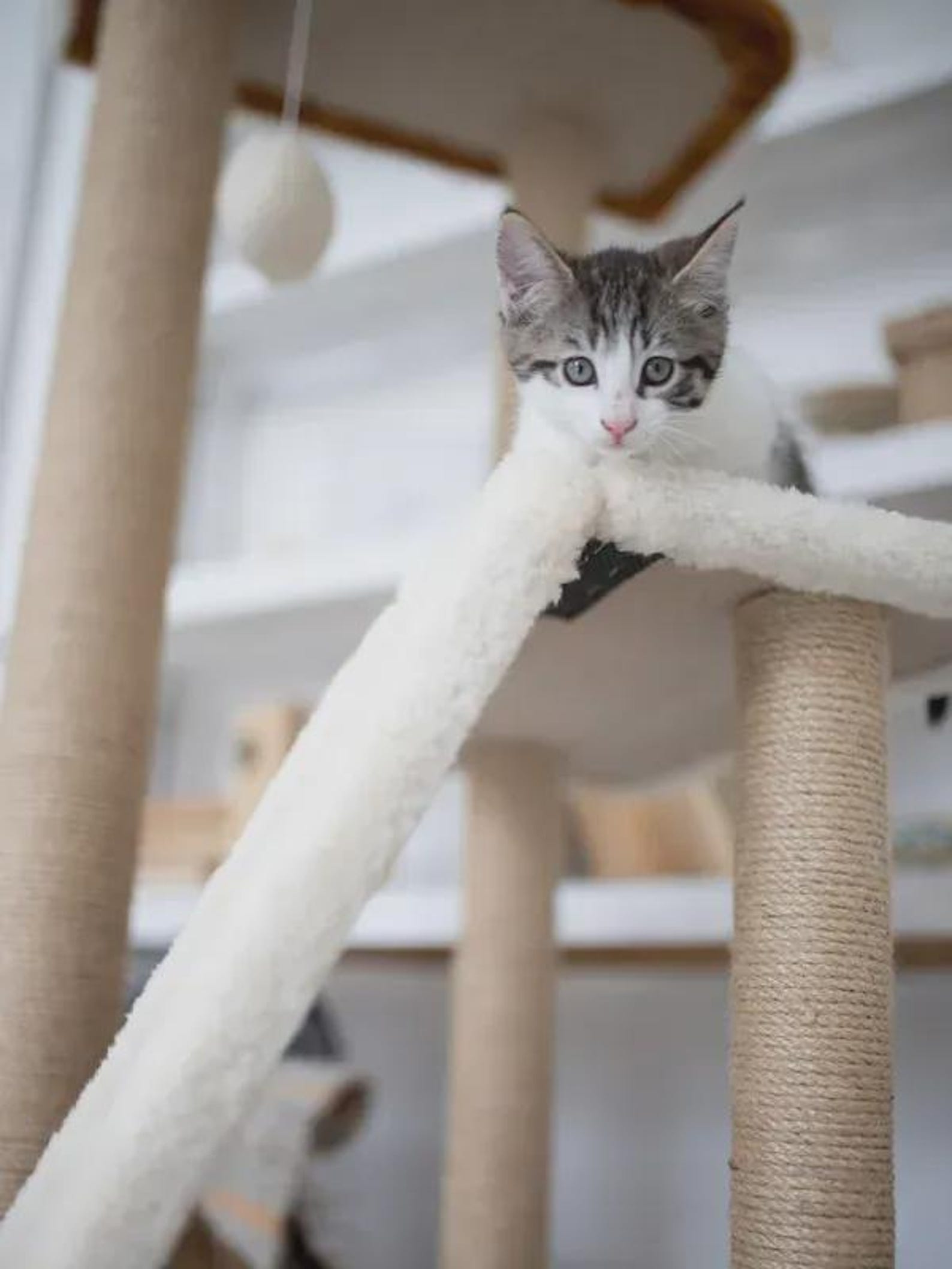 Modern Cat Tree Tower & Scratcher – Jute Sisal Scratching Climbing Post ...