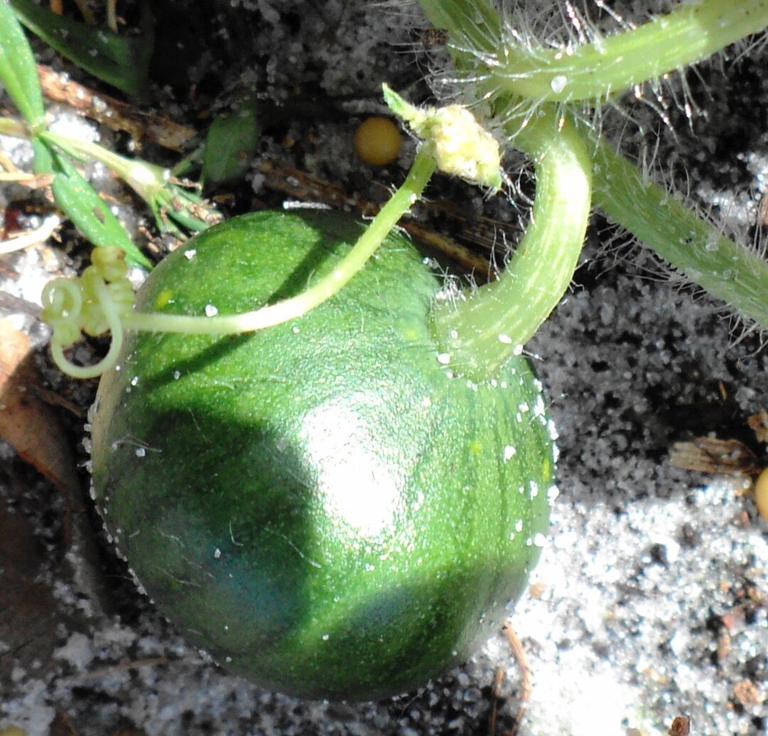 Introduction Raw Ventures: A Journey Through Raw & Living Food - Etsy