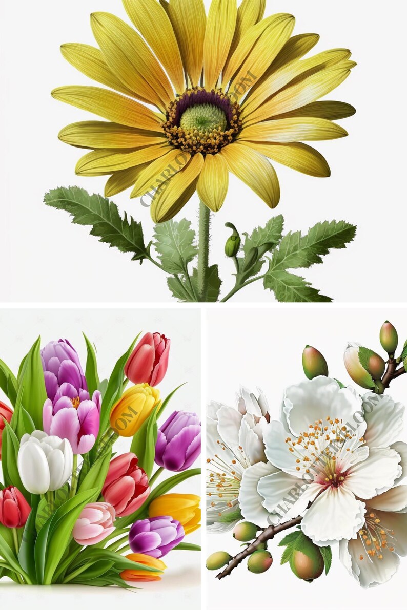 Watercolor Flower Clipart: 20 PNG Floral Illustrations (digital ...