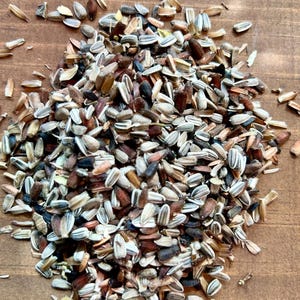 Fall Blend Sunflower Heirloom SEEDS - Etsy