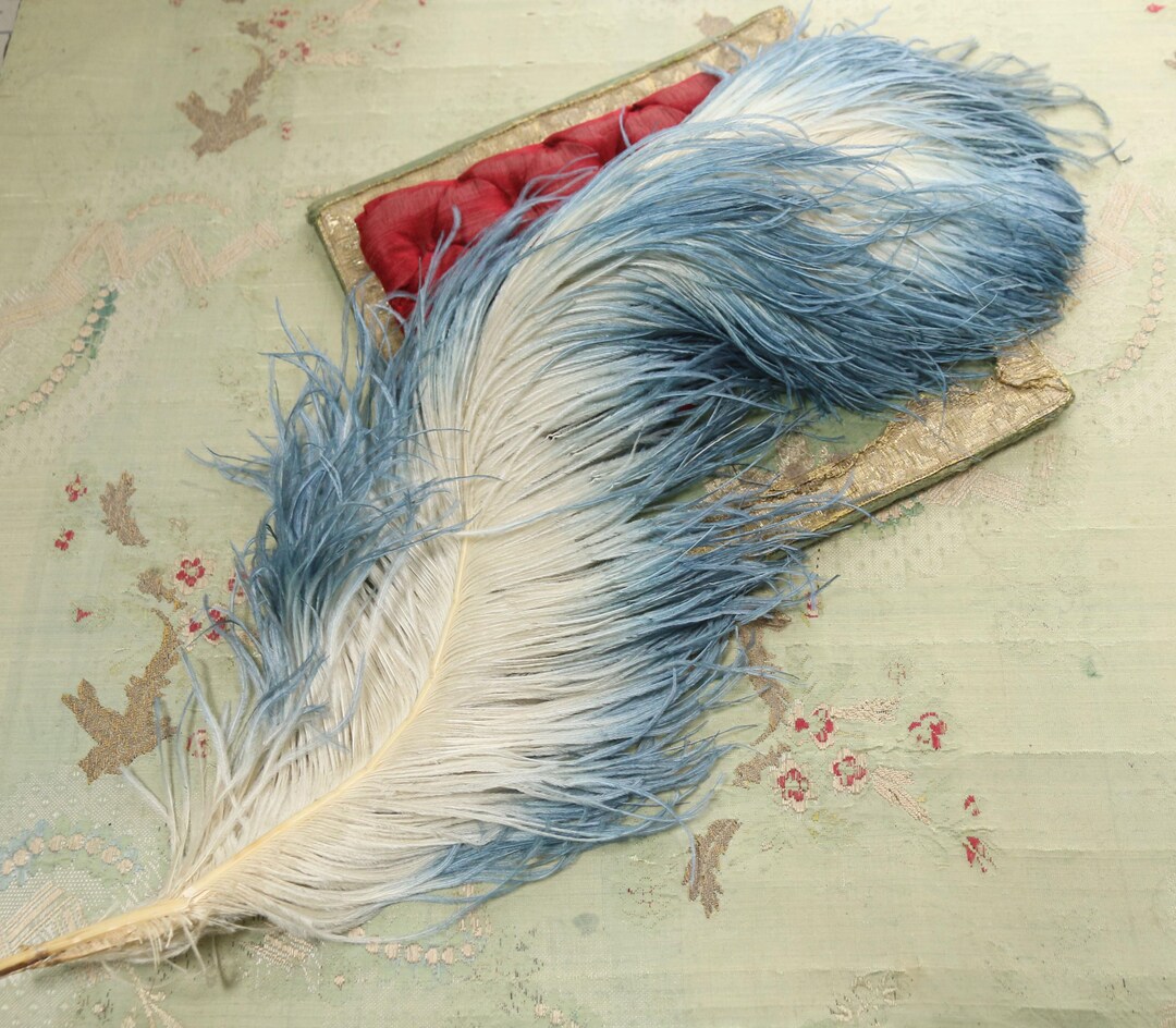 Antique Gorgeous Vintage Ostrich Feather Plume Blue White S Curve ...